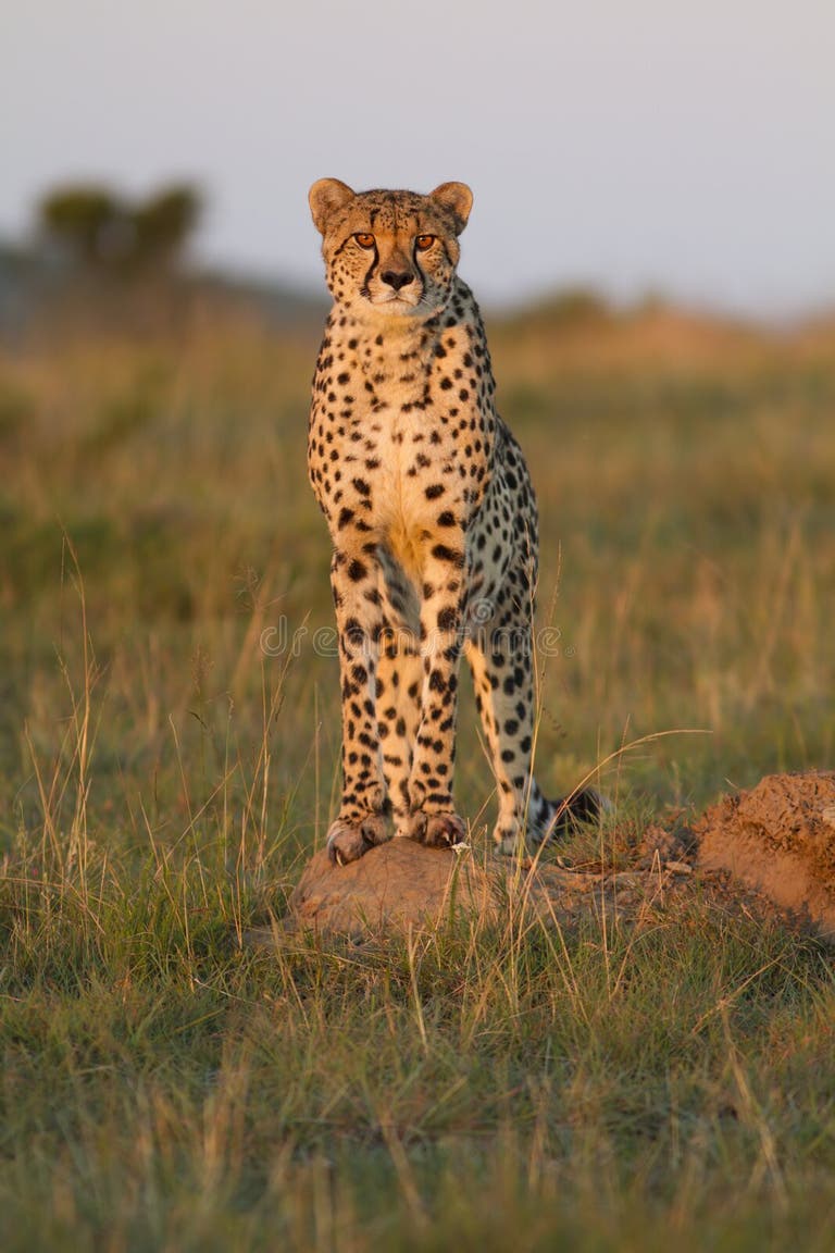 549 Cheetah Cape Stock Photos - Free & Royalty-Free Stock Photos from ...