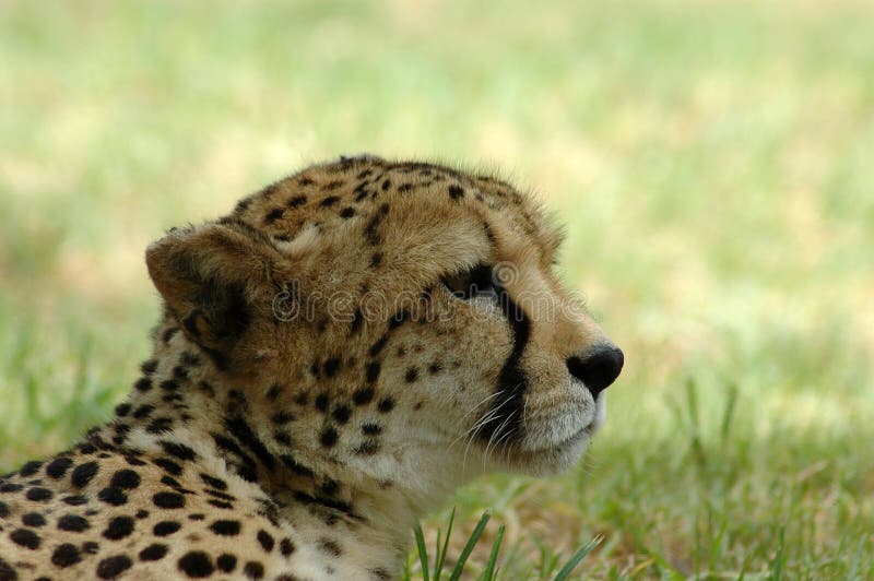 Cheetah skin stock photo. Image of mammals, africa, hair - 2880344