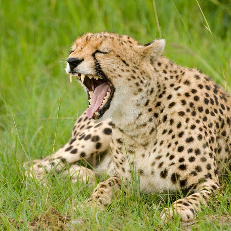 1,131 Cheetah Teeth Stock Photos - Free & Royalty-Free Stock Photos ...