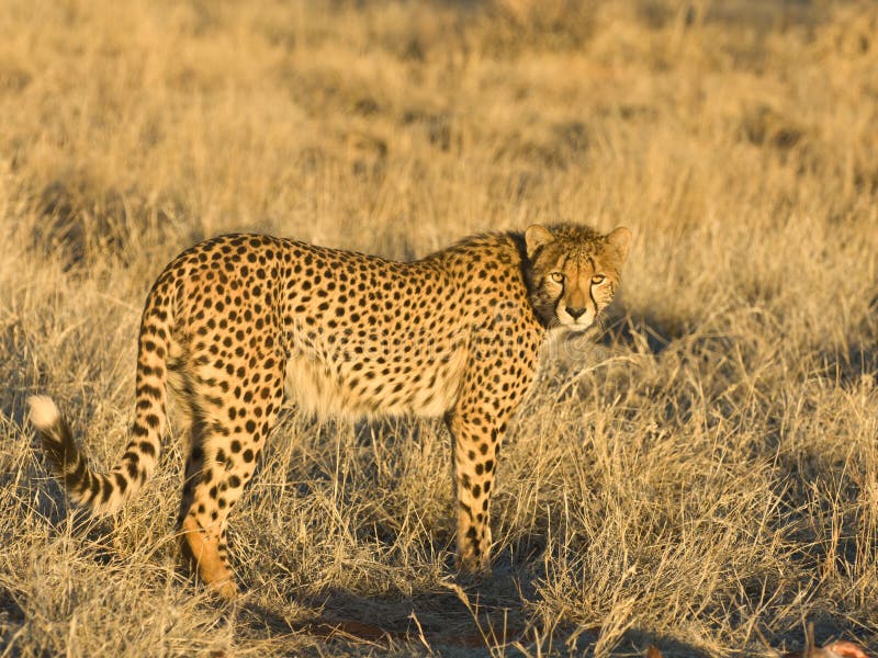 Cheetah stock photo. Image of jubatus, mammals, safari - 21808518