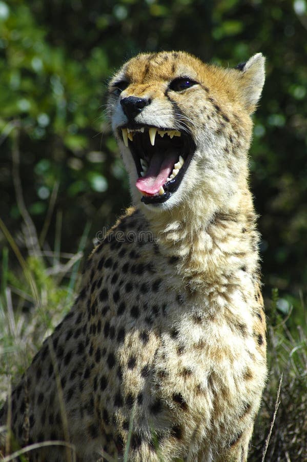 Cheetah stock image. Image of africa, portrait, bush - 21967979