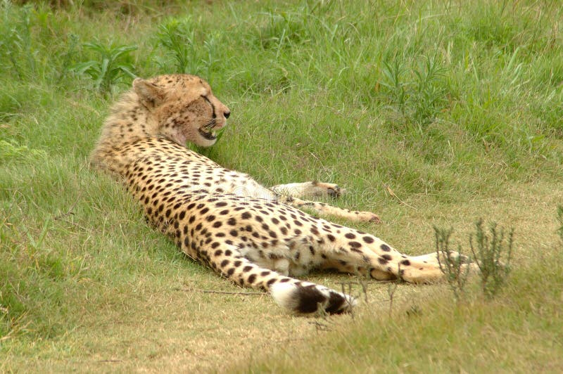 Cheetah skin stock photo. Image of mammals, africa, hair - 2880344