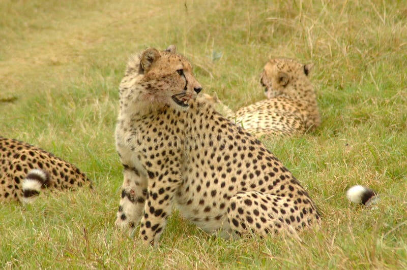 Cheetah skin stock photo. Image of mammals, africa, hair - 2880344
