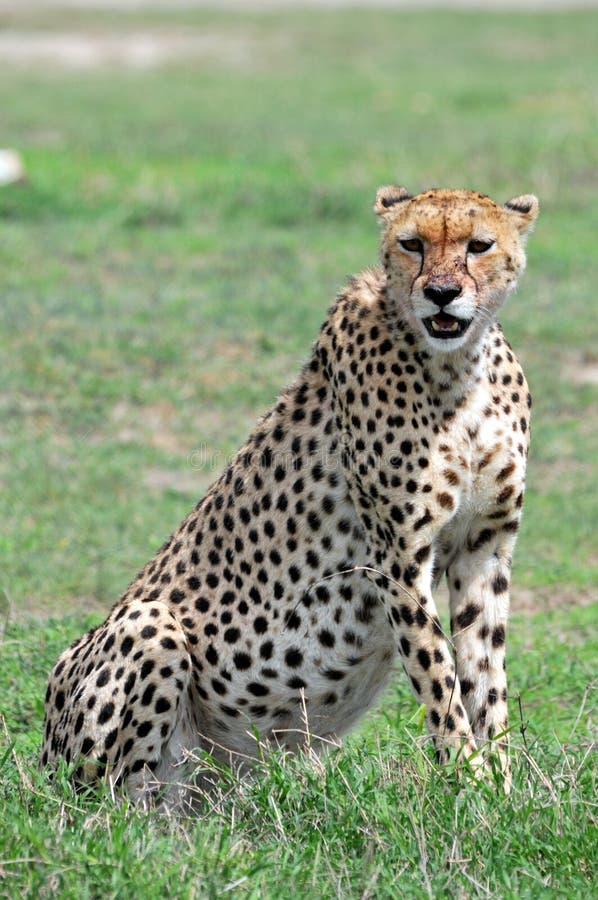 Cheetah stock photo. Image of cheetah, fast, runner, predator - 27232672