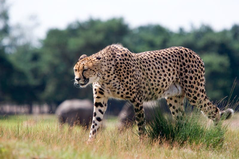 Cheetah stock image. Image of prey, fast, feline, wildlife - 2789045