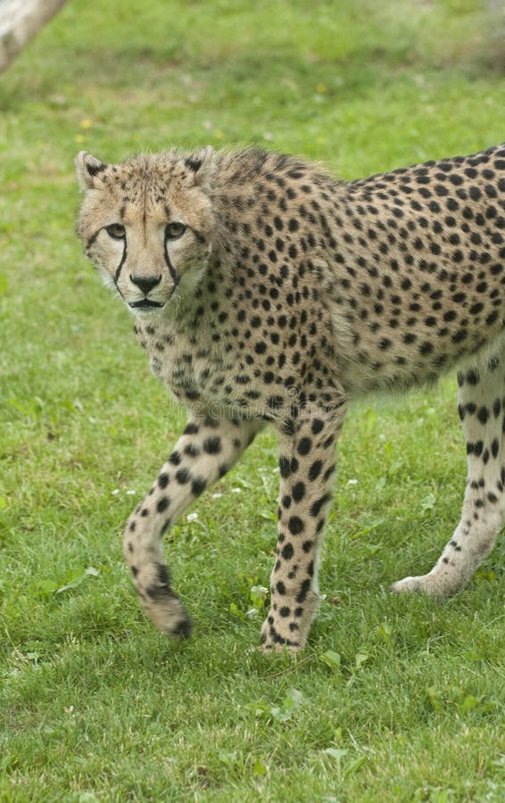 Cheetah stock photo. Image of muscles, green, grand, fast - 28340756
