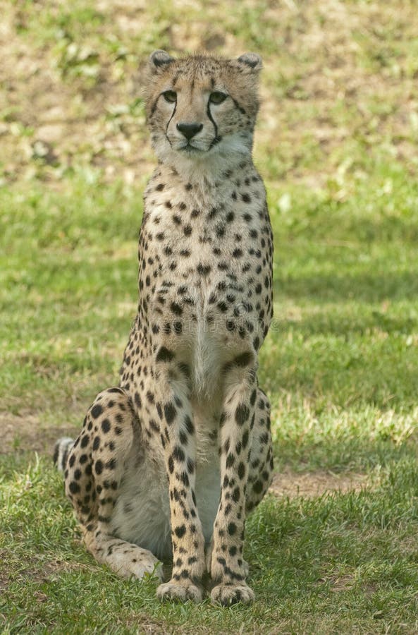 Cheetah stock photo. Image of outdoor, looking, muscles - 28378356