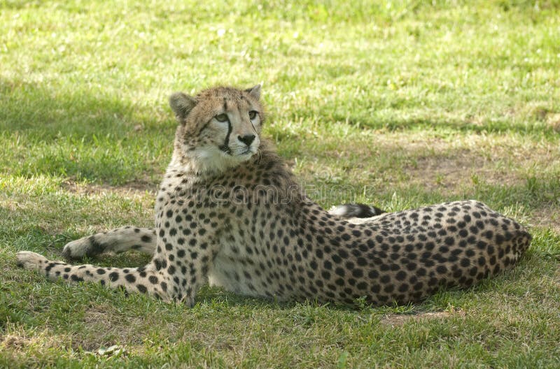 Cheetah stock photo. Image of cheetah, reddish, beast - 28402942