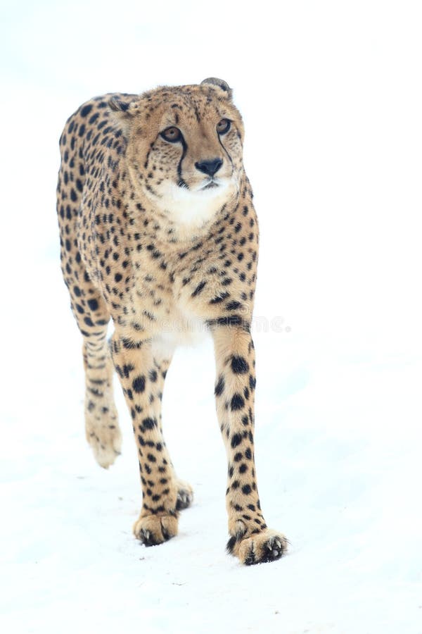 Cheetah on snow stock photo. Image of nature, animal - 23314698