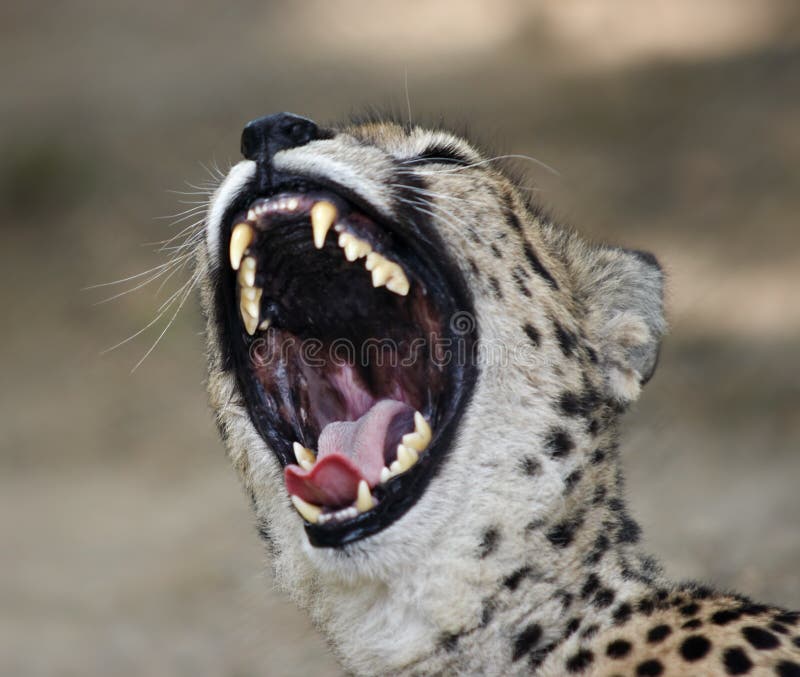 292 Cheetah Open Mouth Stock Photos - Free & Royalty-Free Stock Photos ...