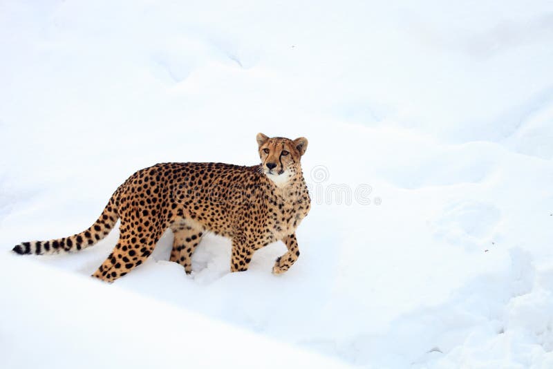 Cheetah stock photo. Image of snow, animal, wildlife - 37918738
