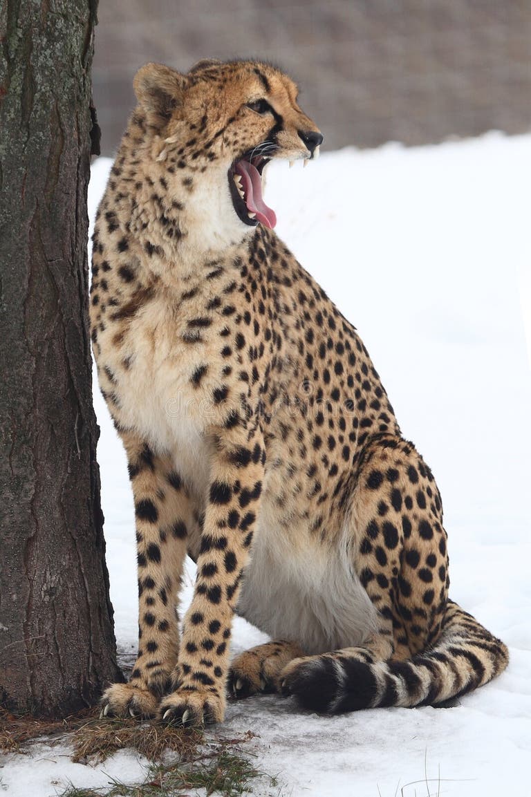 250 Cheetah Roar Stock Photos - Free & Royalty-Free Stock Photos from ...