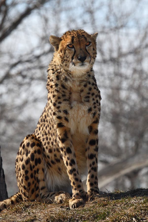 Cheetah stock photo. Image of cheetah, animal, spot, looking - 4677118