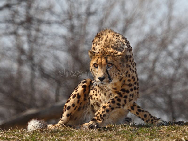 Cheetah stock image. Image of beast, formidable, elegance - 4836397
