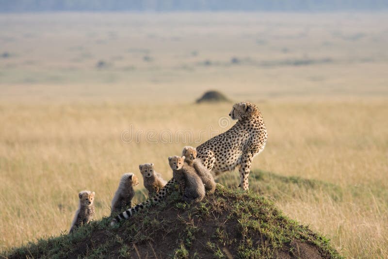 Cheetah with 5 cubs stock image. Image of mound, cheetah - 7334399