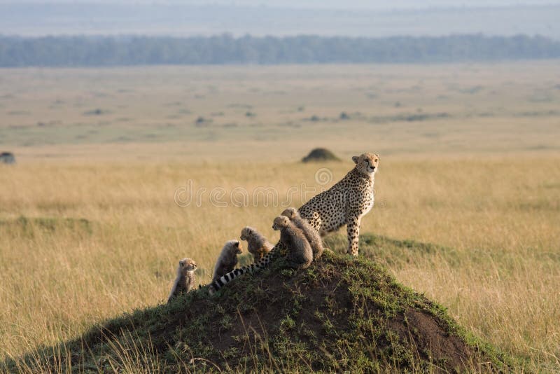 Cheetah with 5 cubs stock image. Image of mound, cheetah - 7334399