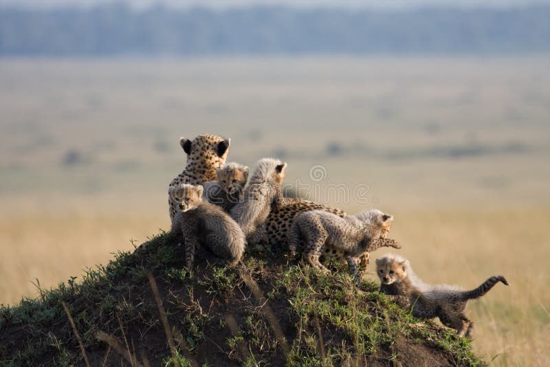 Cheetah with 5 cubs stock image. Image of mound, cheetah - 7334399