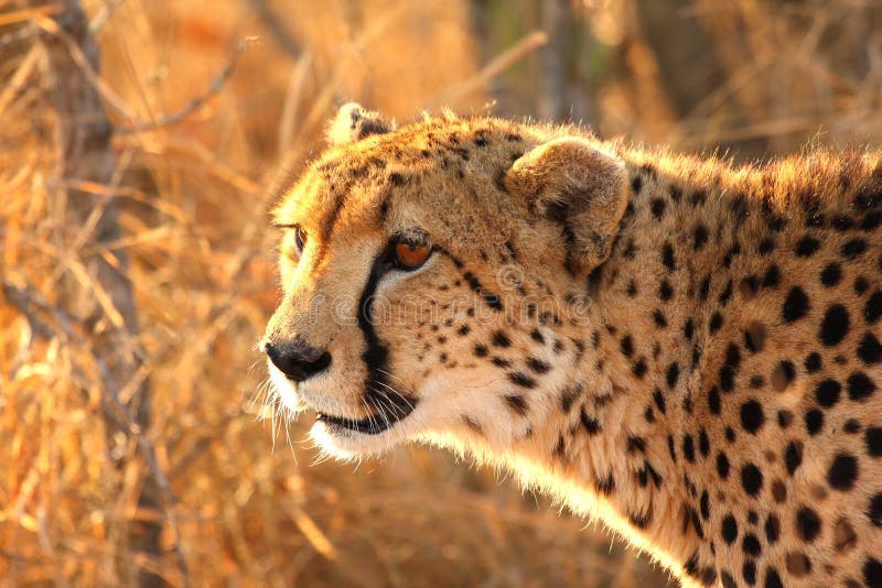 Cheetah stock image. Image of animal, game, danger, cheetah - 5699101