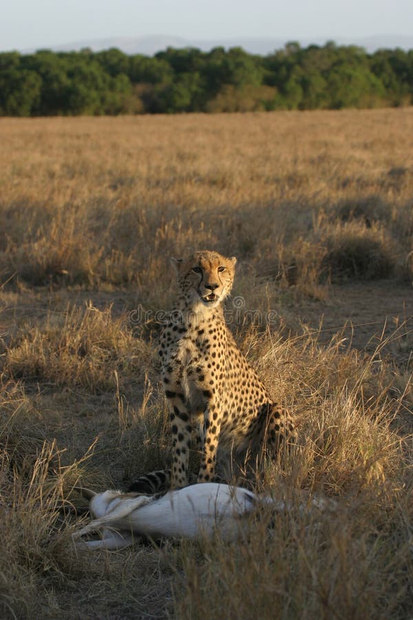 Stretching Cheetah stock photo. Image of feline, stretch - 175388
