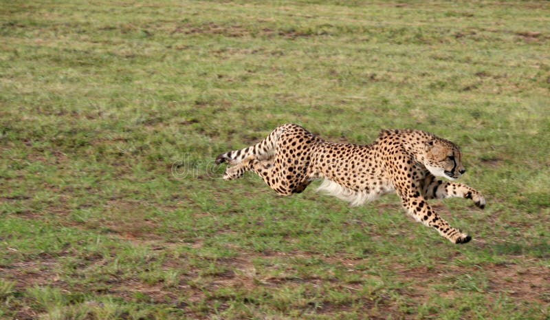 Cheetah stock image. Image of movement, jungle, carnivora - 7499055