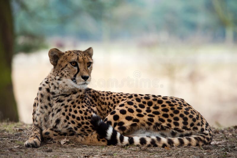 Cheetah Couple in the Sunset Stock Image - Image of south, danger: 16152761