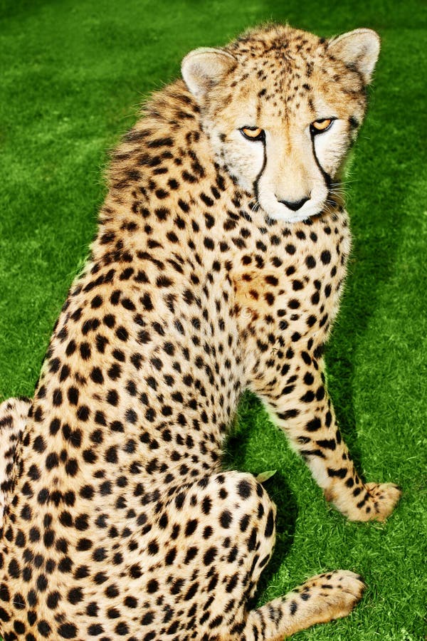 Cheetah Facing Forward Staring Stock Photo - Image of spots, close ...