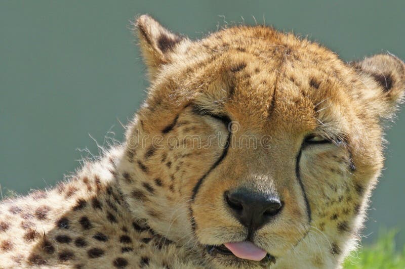 Cheetah stock photo. Image of head, animals, cheetah - 96364670