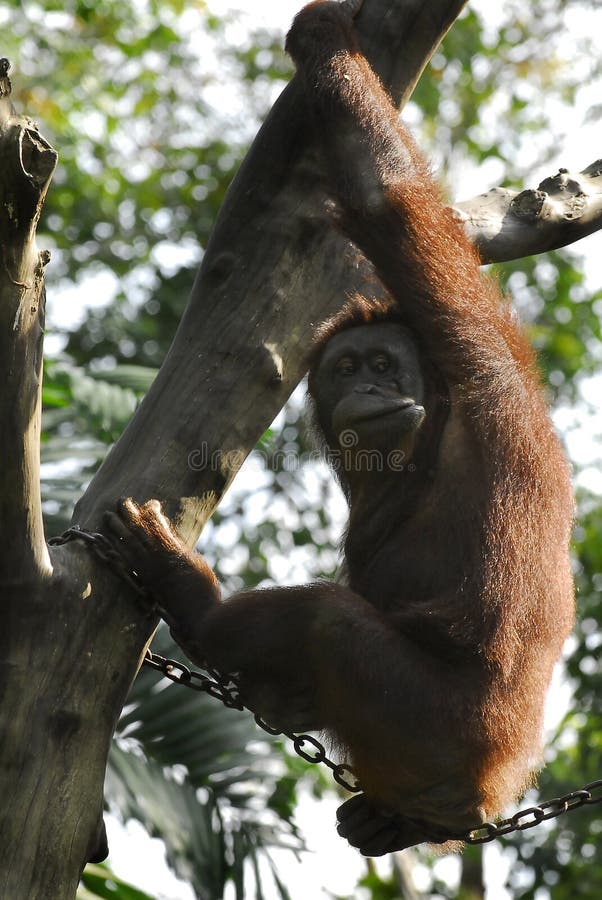 Cheetah stock photo. Image of hanging, sporty, credit - 9816370