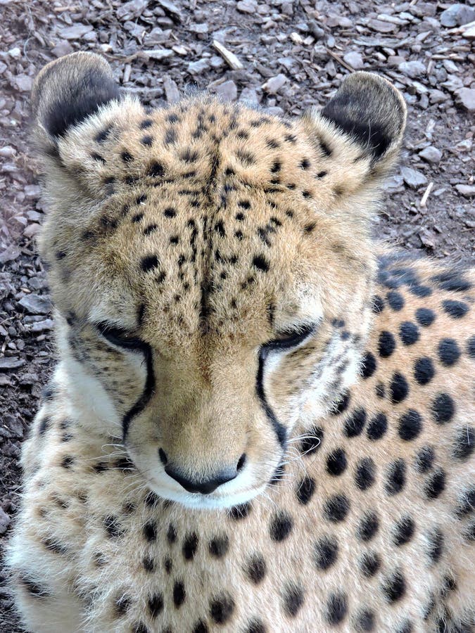 Cheetah. stock photo. Image of strength, nature, cheetah - 41243330