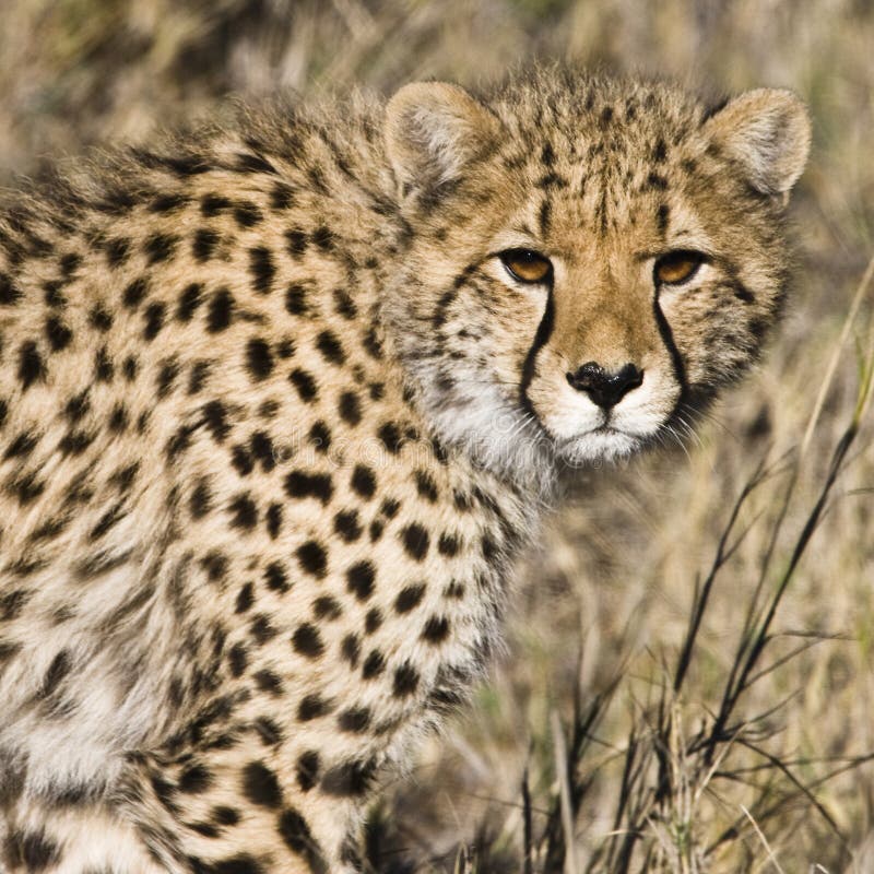 Cheetah (Acinonyx Jubatus) - Botswana Stock Image - Image of animal ...