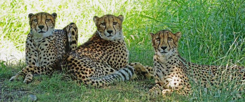 Cheetah stock photo. Image of african, cats, face, felines - 90384442