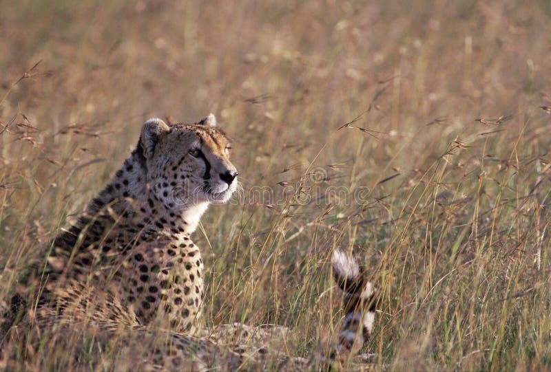 Cheetah in African Savannah Stock Image - Image of female, black: 61245335