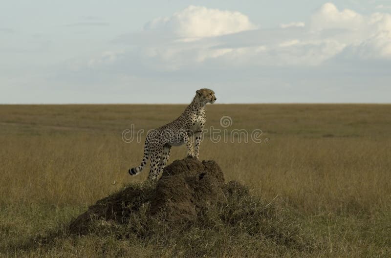 Running cheetahs stock image. Image of feline, danger - 1010401