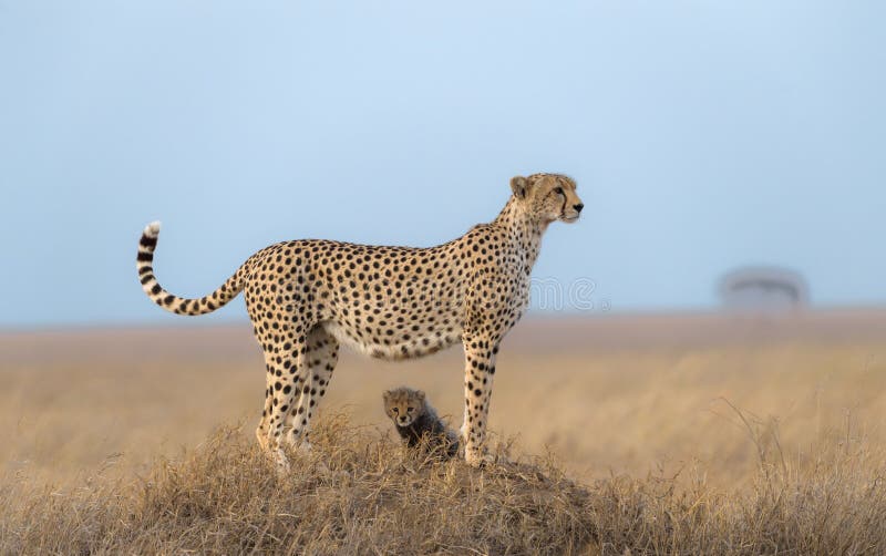 Cheetah with Baby in Wild Africa Stock Photo - Image of mammal, africa ...