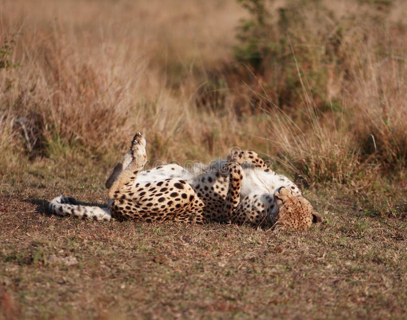 Cheetah Back Scratch stock photo. Image of africa, wildlife - 12521918