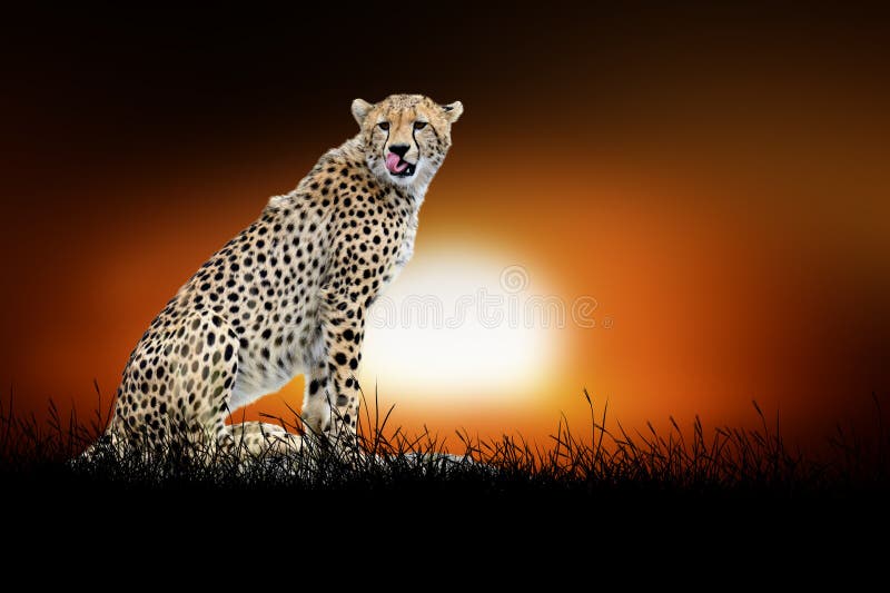 Cheetah in the sunset stock image. Image of carnivore - 16144393