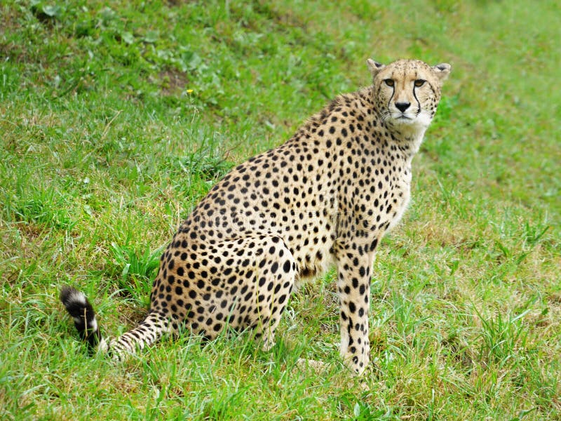 Cheetah stock image. Image of africa, cheetah, sitting - 77152297