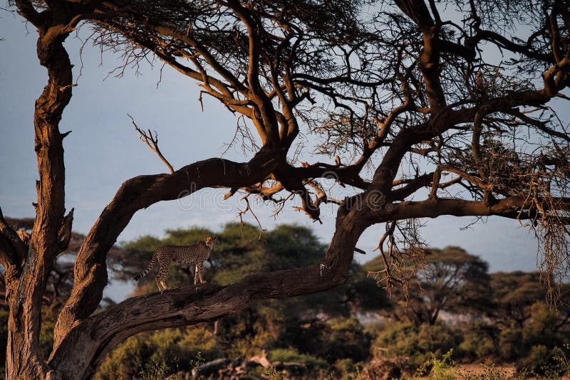 Cheetah in the big tree stock photo. Image of safari - 234761410
