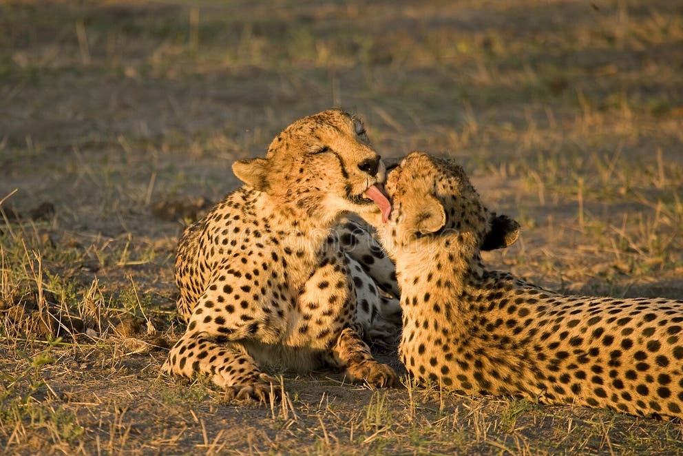 Cheetah brothers grooming stock photo. Image of licking - 16688366