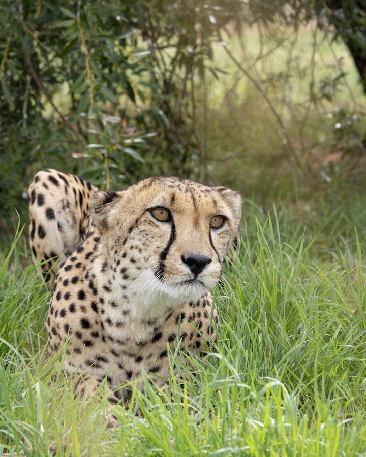 Cheetah in Captivity stock photo. Image of collar, tracking - 72503162