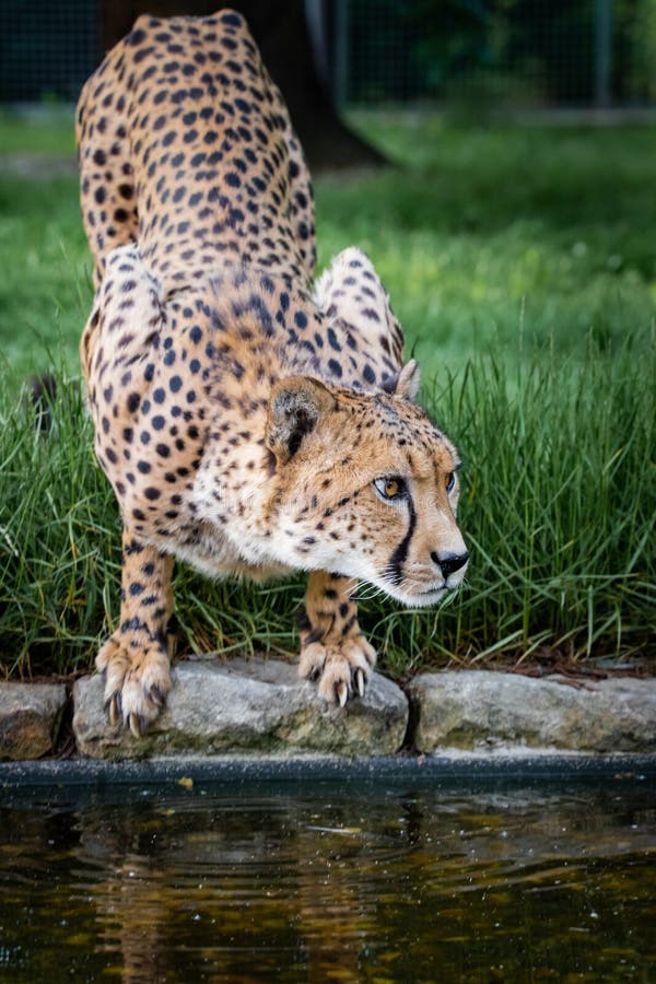 Cheetah cat stock photo. Image of predator, endangered - 267200760