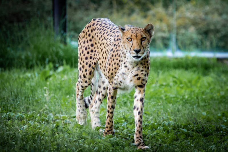 Cheetah cat stock image. Image of fauna, eyes, african - 267200761
