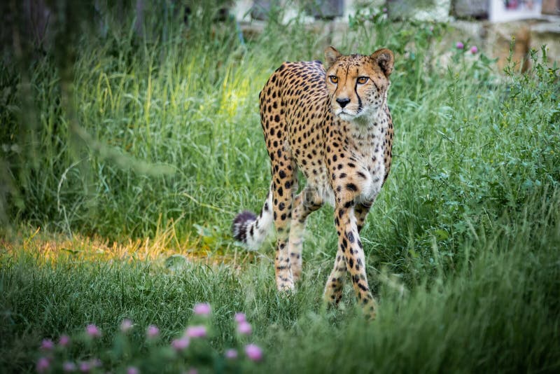 Cheetah cat stock image. Image of horizontal, cheetah - 268420699