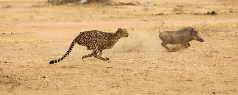 Cheetah chasing warthog stock photo. Image of cheetah - 23511442