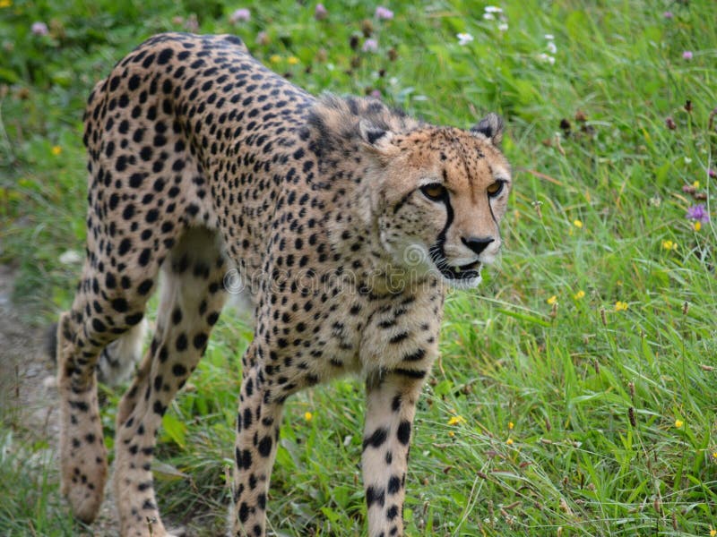 Cheetah. stock photo. Image of cheetah, wildlife, nature - 43718664
