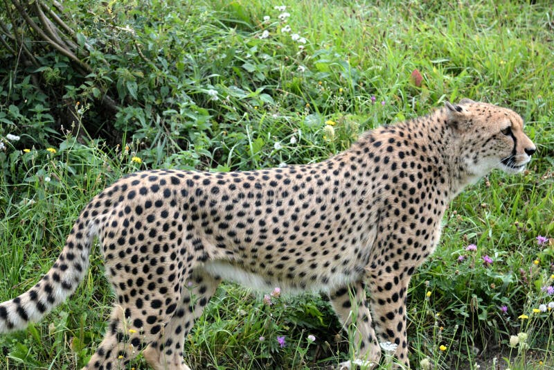Cheetah stock image. Image of wild, predator, animals - 43978941
