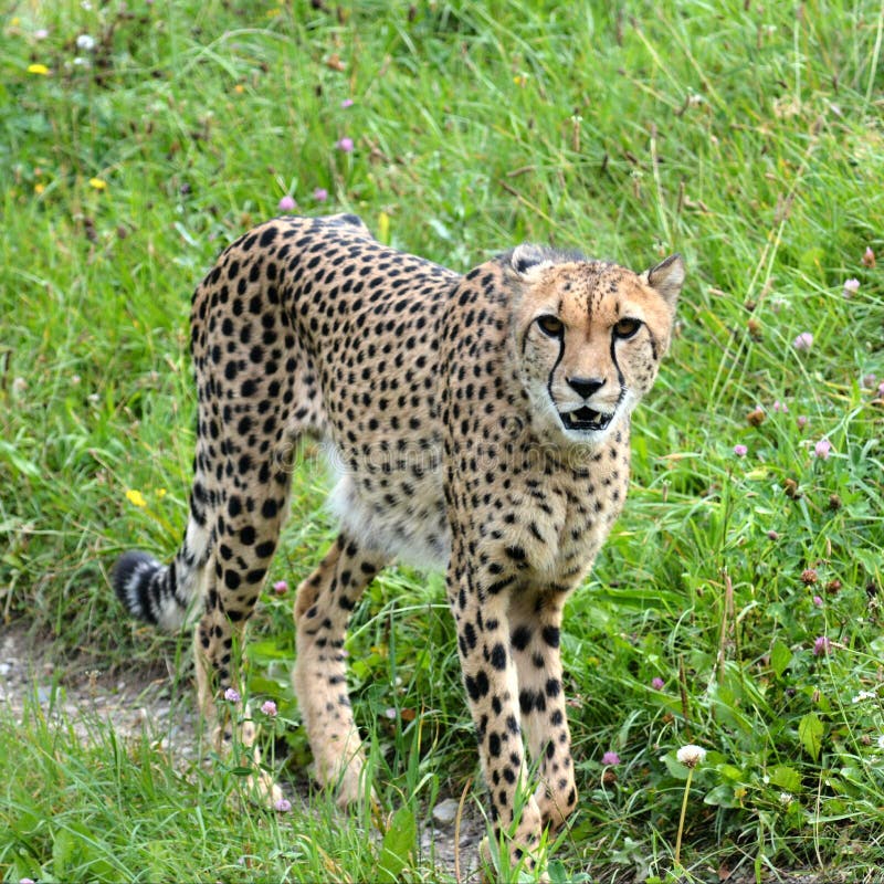 Cheetah stock image. Image of predator, summer, cheetah - 43978995