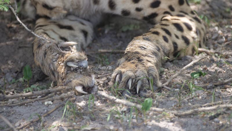 Cheetah Claws at Central Kalahari Game Reserve Stock Photo - Image of ...
