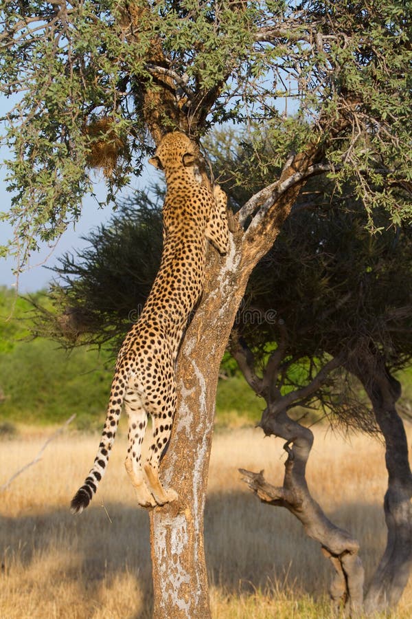 Cheetah climb stock image. Image of game, fast, animal - 22160307