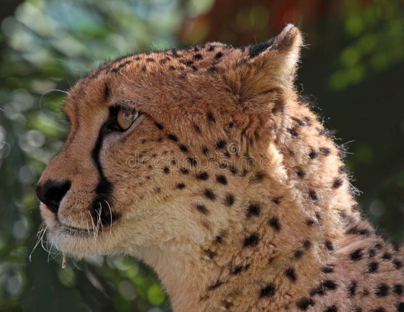 Cheetah stock photo. Image of desert, closeup, africa - 35161638